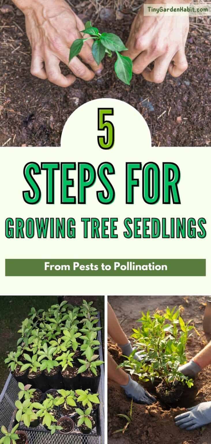 How To Grow Tree Seedlings In Just 5 Easy Steps