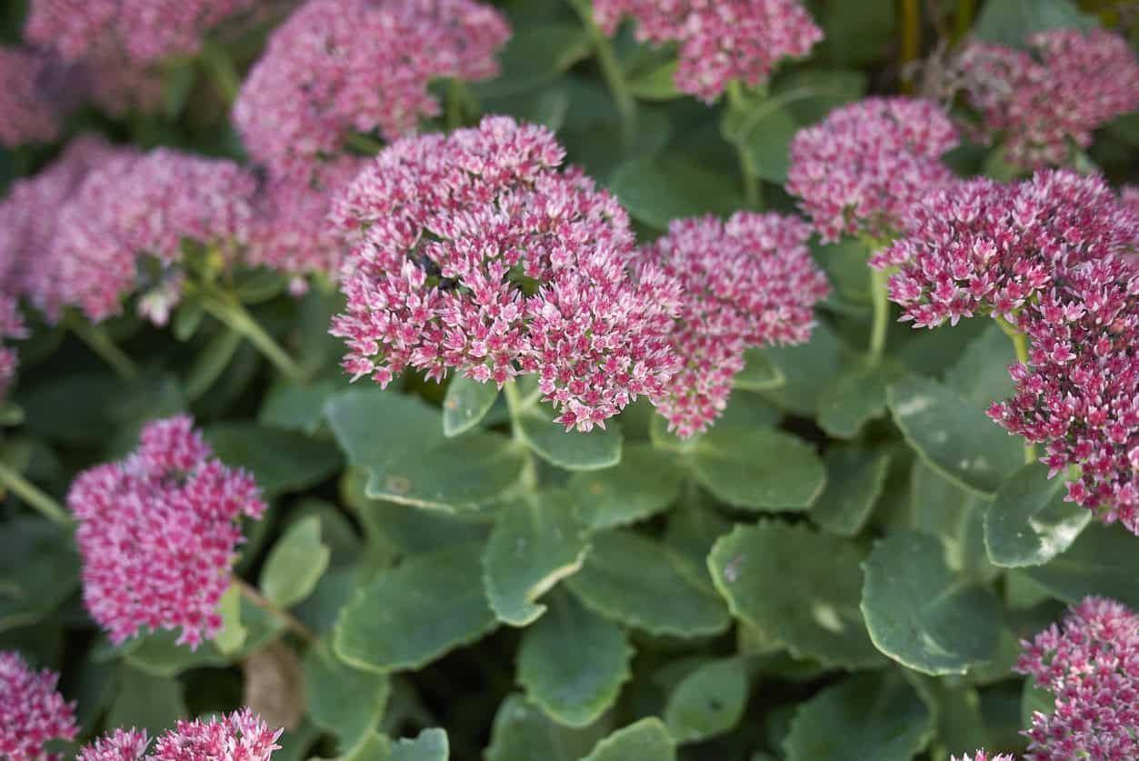 11 Perennial Flowers That Bloom From Spring To Fall