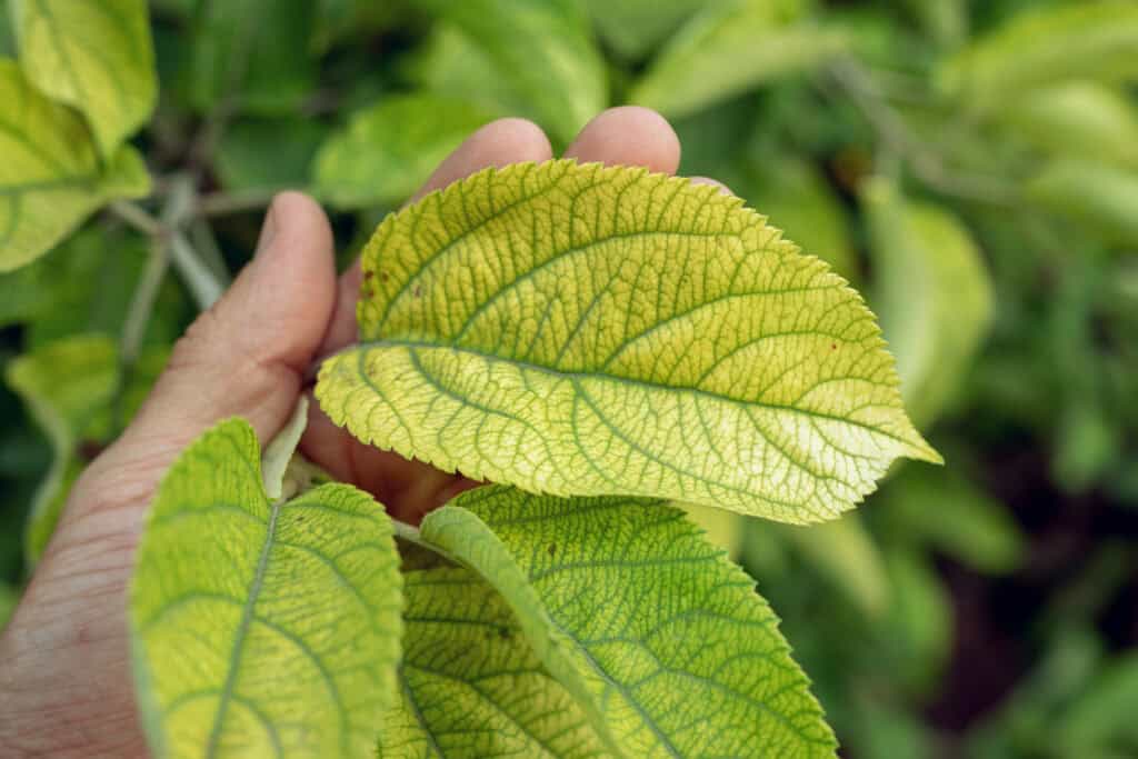 The Ultimate Guide To Fertilizing Hydrangeas For Gorgeous Blooms