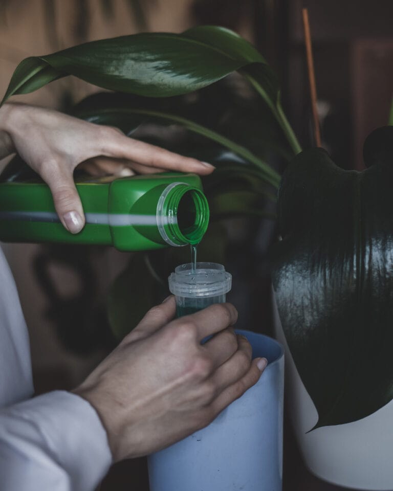 Indoor Plant Care 101: The Top Fertilizers For Happier, Healthier Plants
