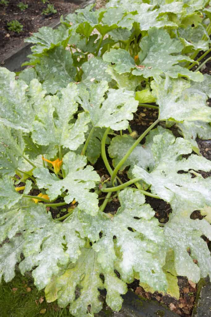 Powdery Mildew On Zucchini? Here’s How To Save Your Plants
