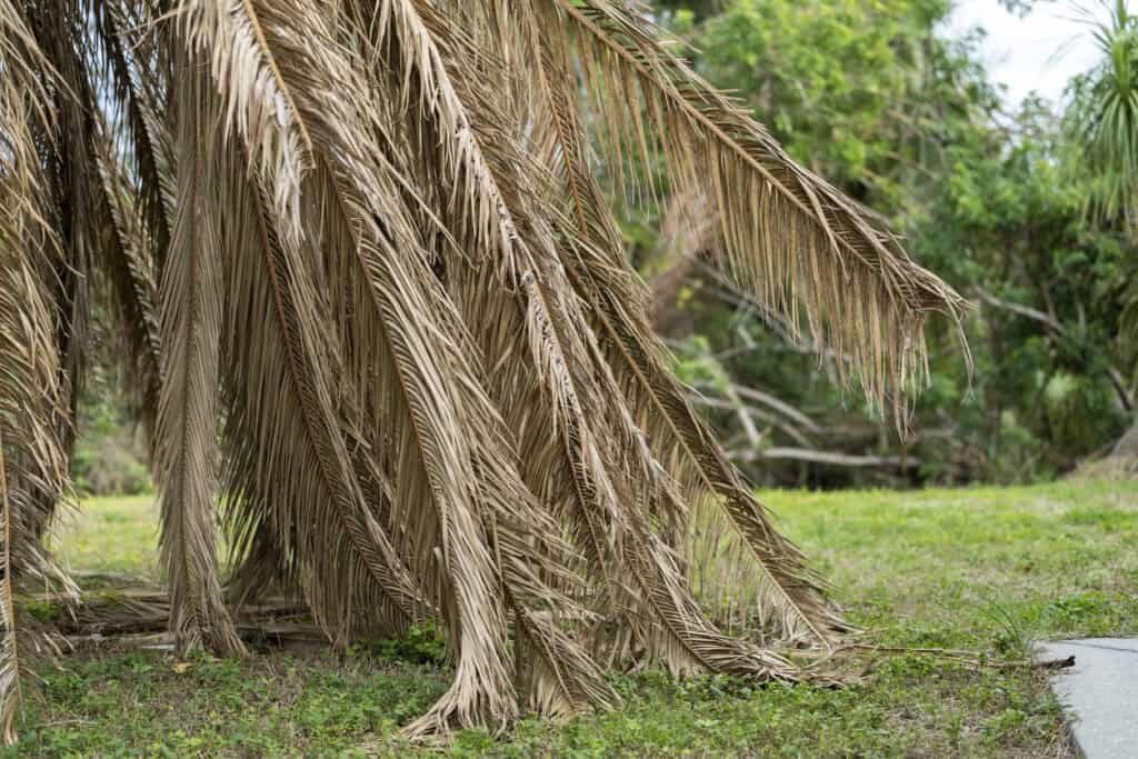 Palm Tree Losing Leaves & Turning Brown? Revive It Now!