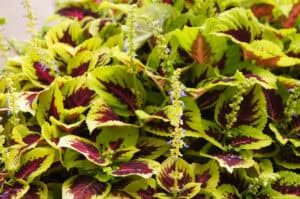 How To Grow Coleus: A Beginner’s Guide To Vibrant Foliage