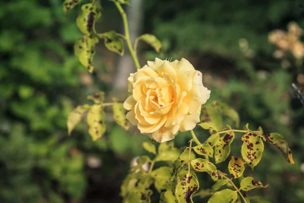Rose Leaves Turning Yellow? 4 Common Causes and Solutions