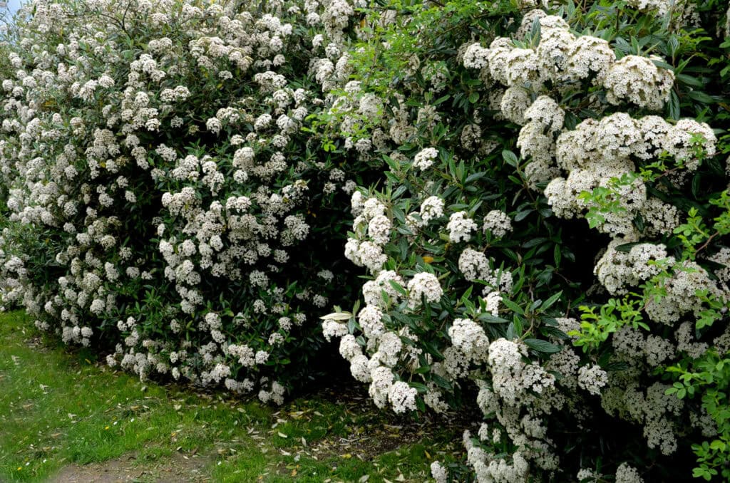 12 Fast-Growing Privacy Bushes to Transform Your Outdoor Space