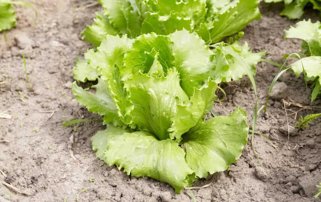 Iceberg Lettuce Growing Stages: From Seed To Harvest