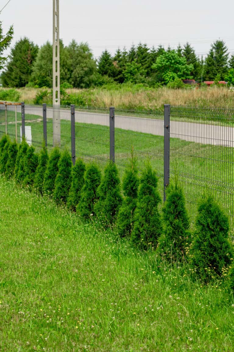 12 Fast-Growing Privacy Bushes to Transform Your Outdoor Space