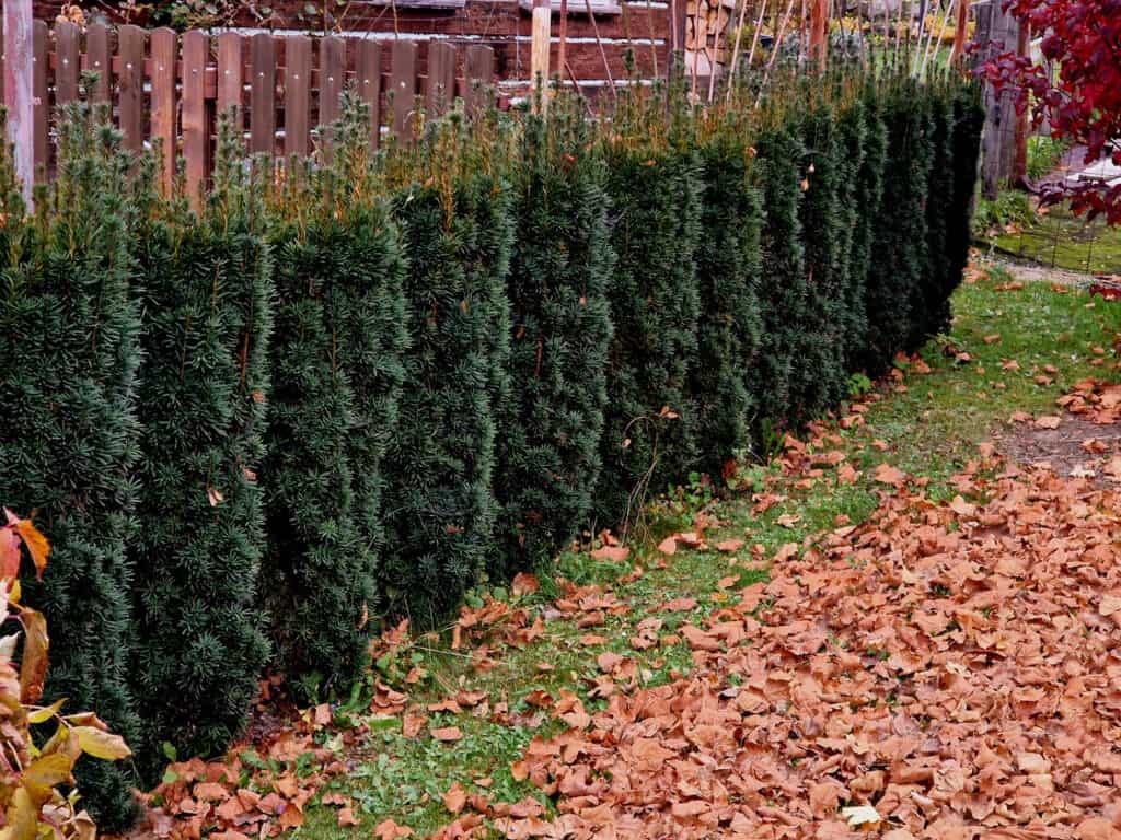 12 Fast-Growing Privacy Bushes to Transform Your Outdoor Space