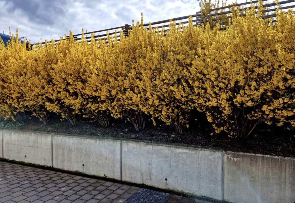 12 Fast-Growing Privacy Bushes to Transform Your Outdoor Space