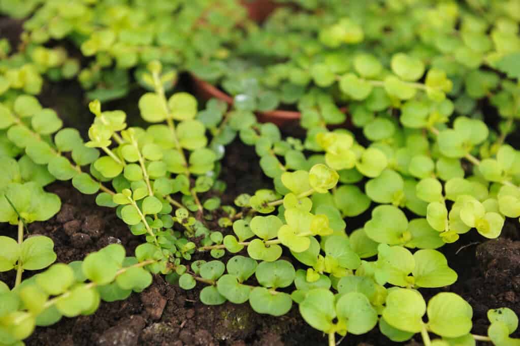 12 Fast-Growing Groundcovers That Keep Weeds In Check – Daily News
