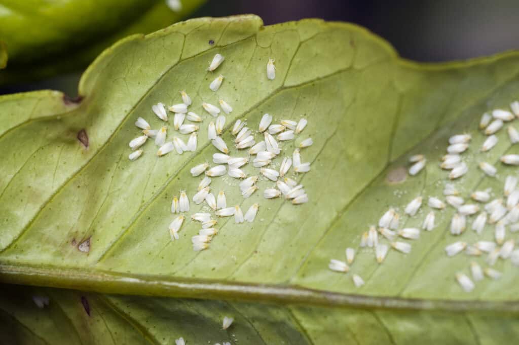 Little White Bugs Taking Over Your Plants? Here’s How to Identify and ...