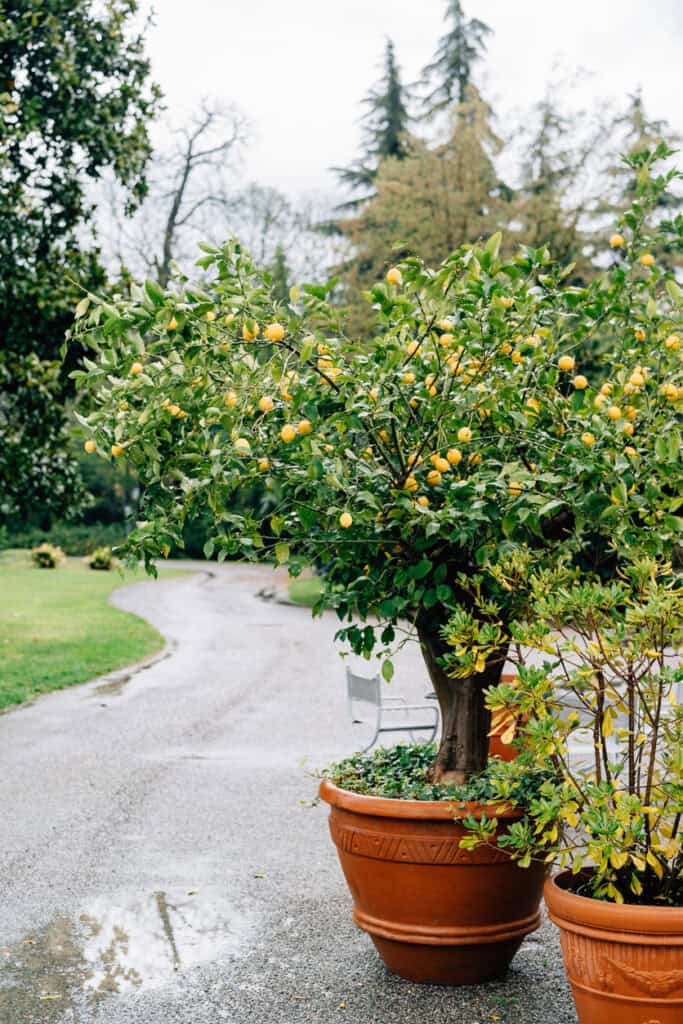 7 Fruit Trees You Can Easily Grow in Pots at Home