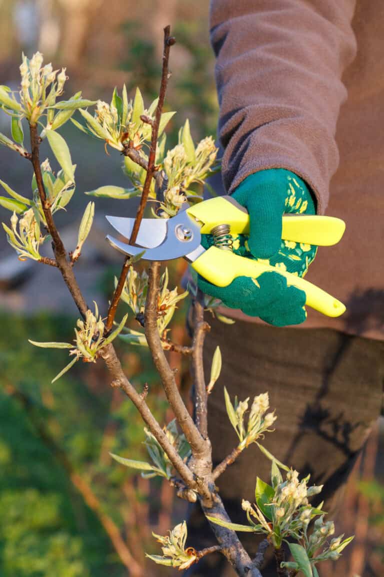 Pear Tree Pruning Made Easy: A Beginner’s Guide