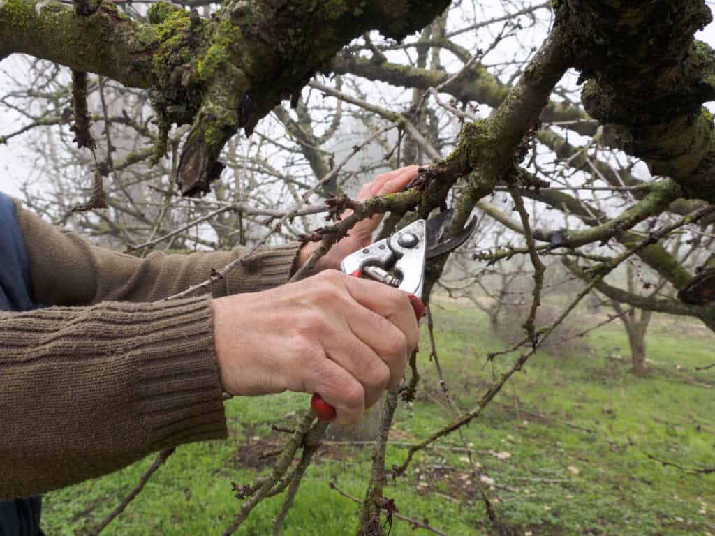 Apple Tree Pruning Made Easy: A Beginner’s Guide
