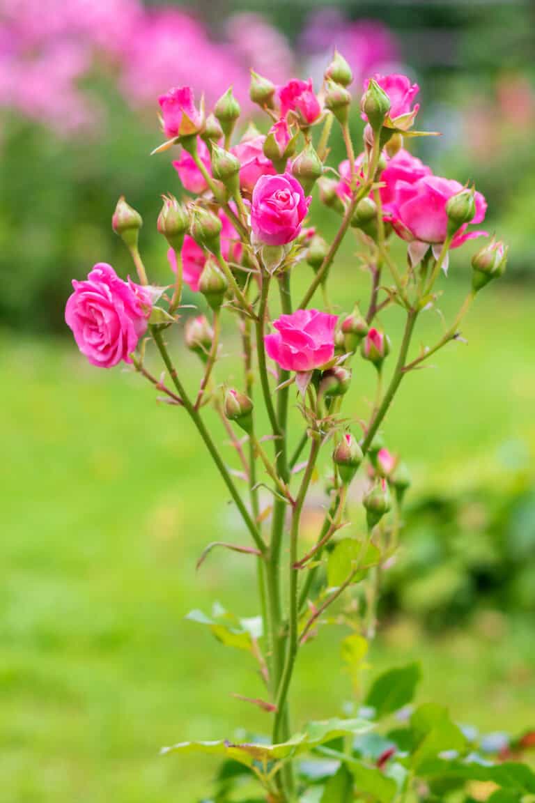 When To Fertilize Roses: Your Guide To Thriving Blooms!