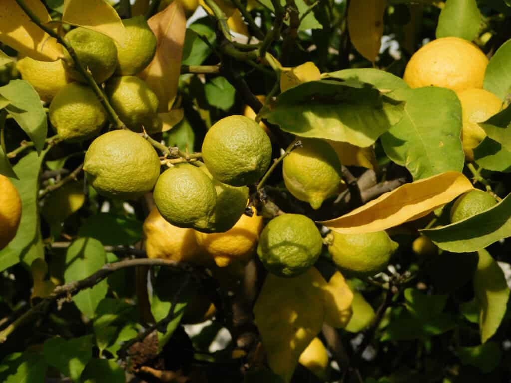 Lemon Tree Leaves Turning Yellow? Causes and Solutions