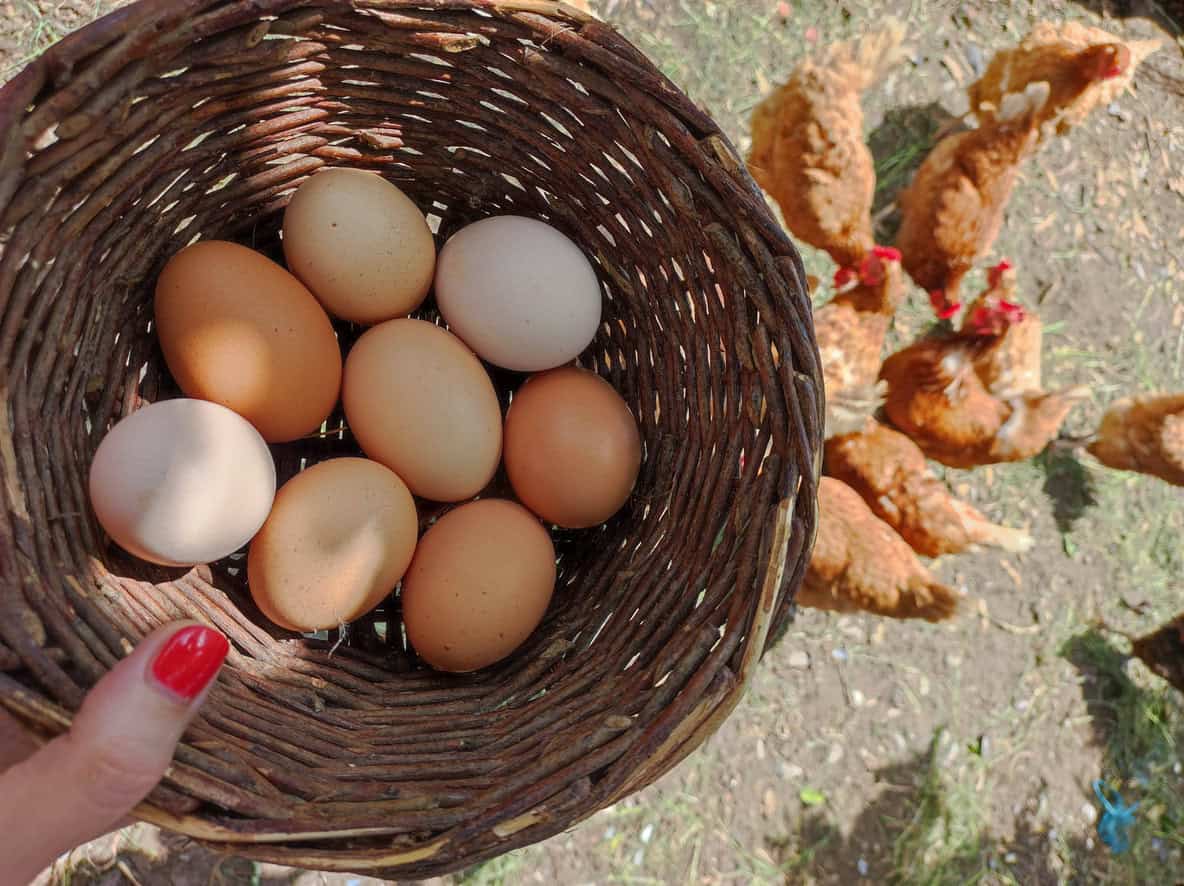How To Keep Your Hens Laying Eggs Regularly: 9 Simple Tips