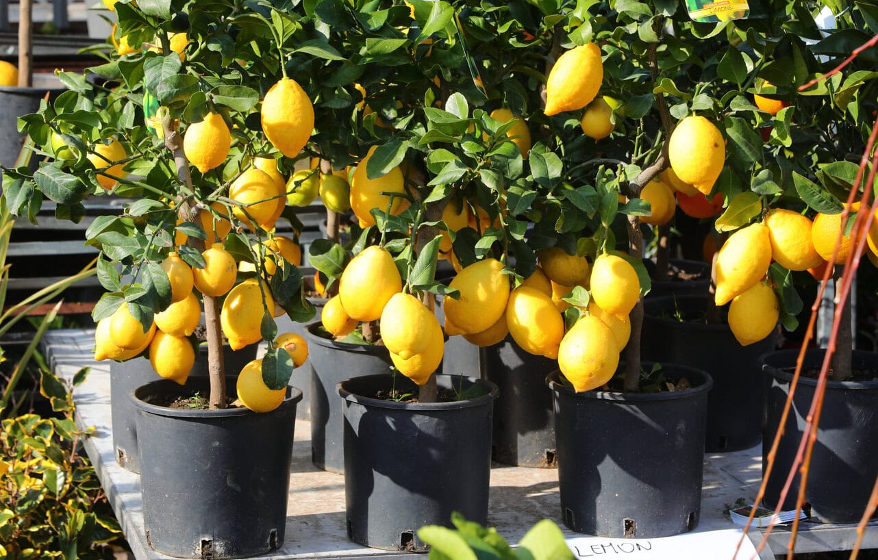 9 Fruit Trees You Can Easily Grow in Pots at Home