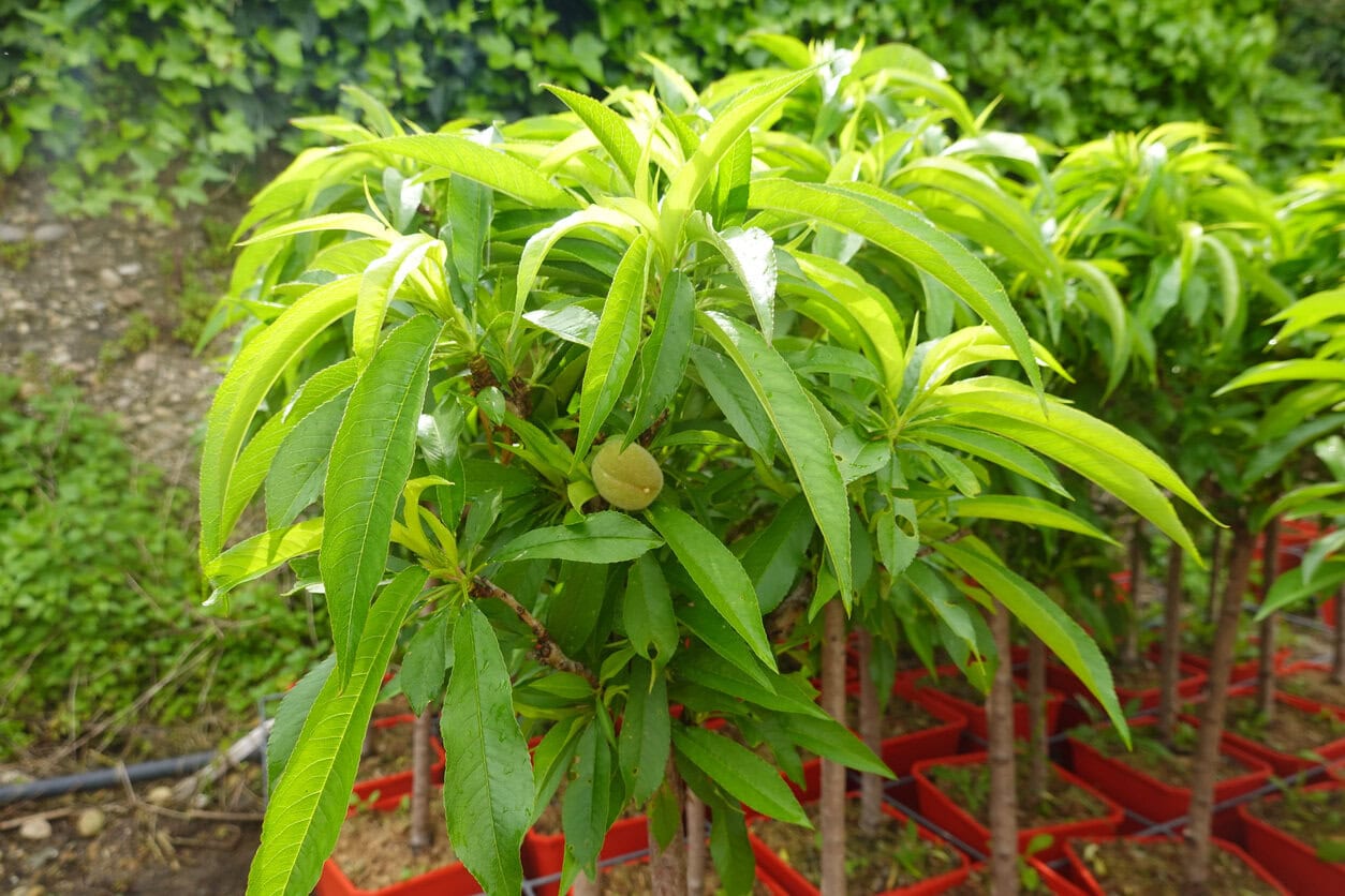 9 Fruit Trees You Can Easily Grow in Pots at Home