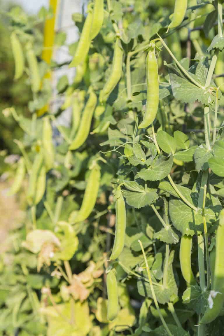 When To Plant Peas? The Best Time For Your Zone Or State