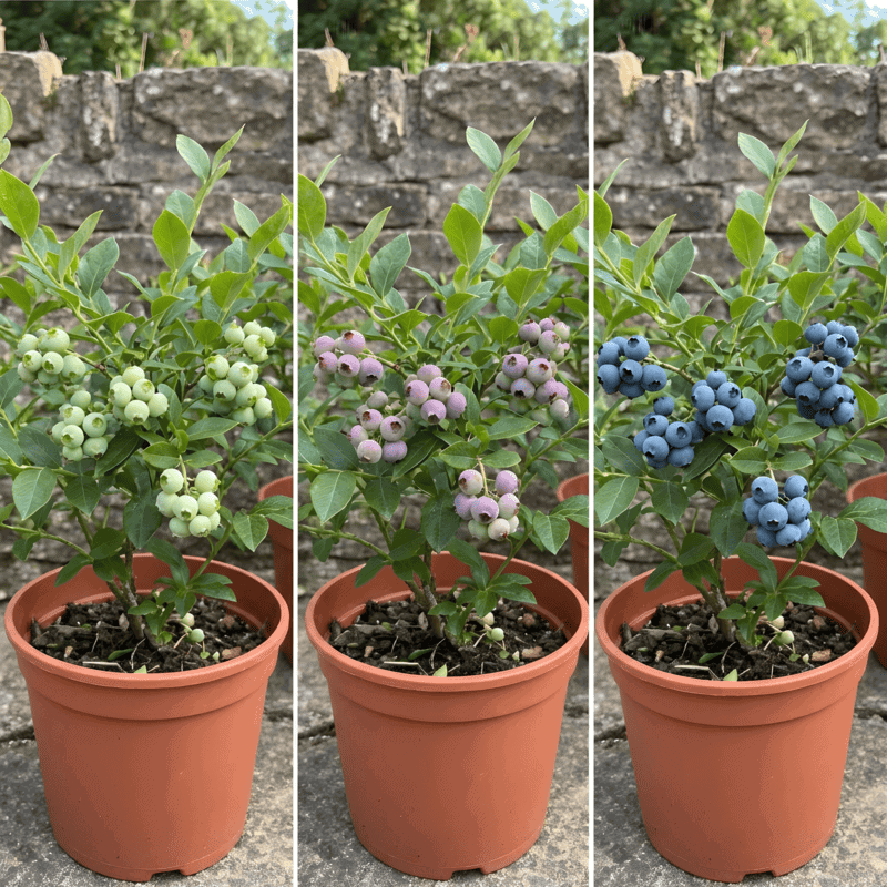 A Step-by-Step Guide to Growing Blueberries in Containers