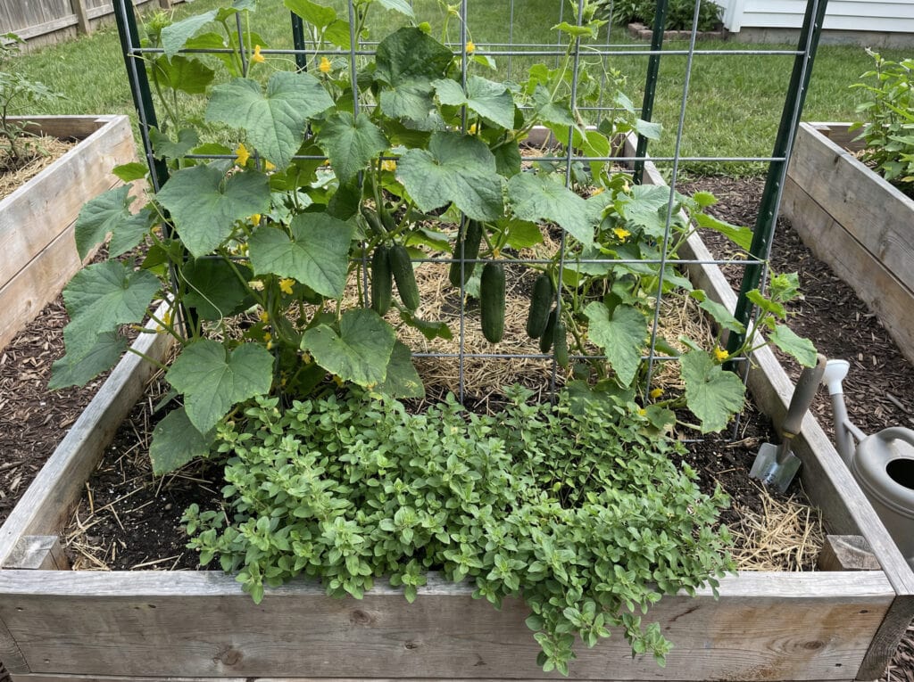 9 Companion Plants That Boost Cucumber Growth & Keep Pests Away