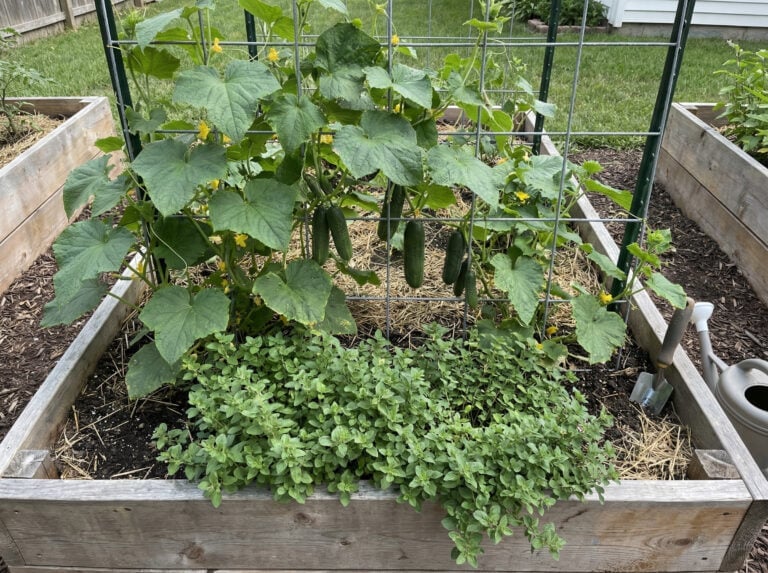 9 Companion Plants That Boost Cucumber Growth & Keep Pests Away