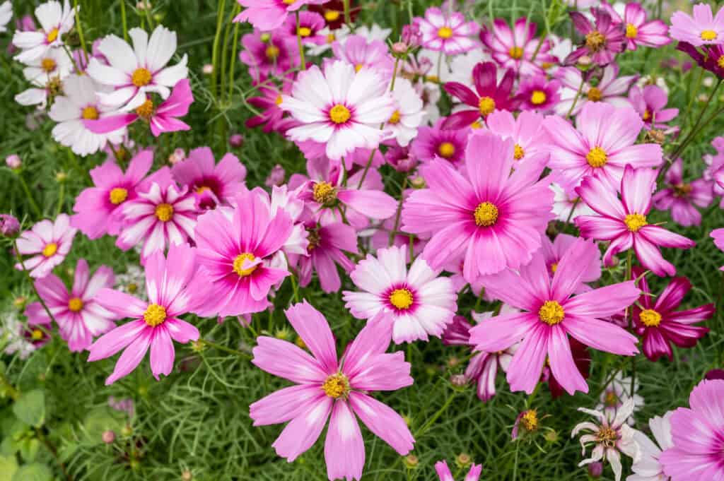 Deadheading Basics: Which Flowers Benefit Most (And Which Don’t Need It)
