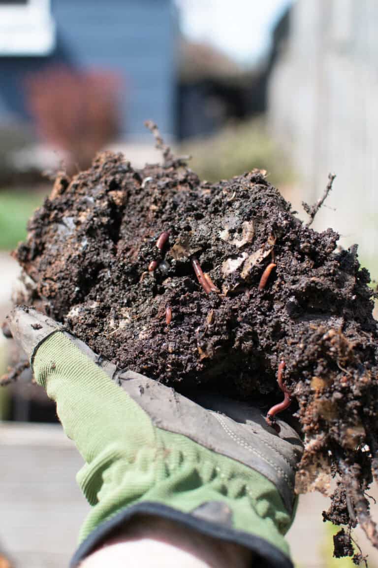 9 Vegetables That Thrive In Poor Soil (Perfect For Beginners!)