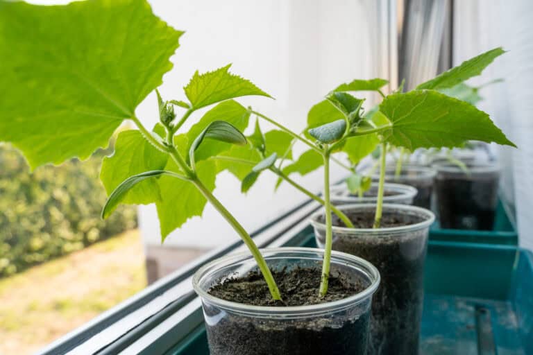 Container Sizes and What To Grow In Them: Your Guide To Thriving Plants!