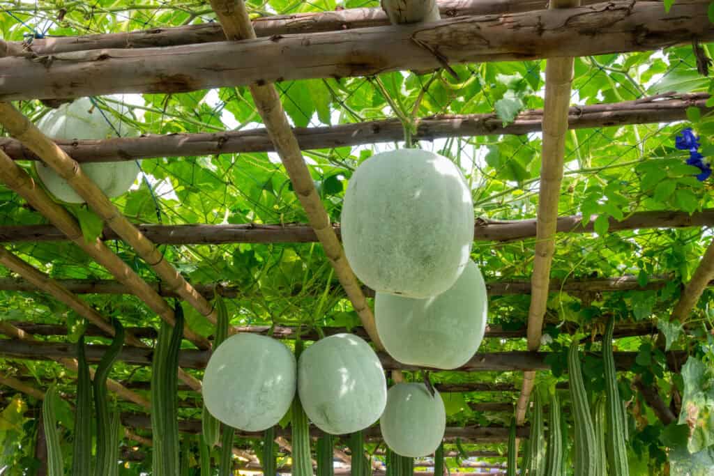 Choose The Right Trellis For Your Vegetables: A Complete Guide