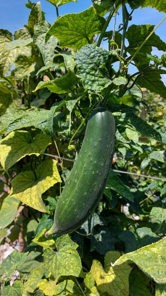 9 Companion Plants That Boost Cucumber Growth & Keep Pests Away