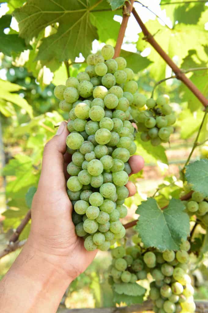 Growing Grapes At Home: The Best Varieties For Beginners