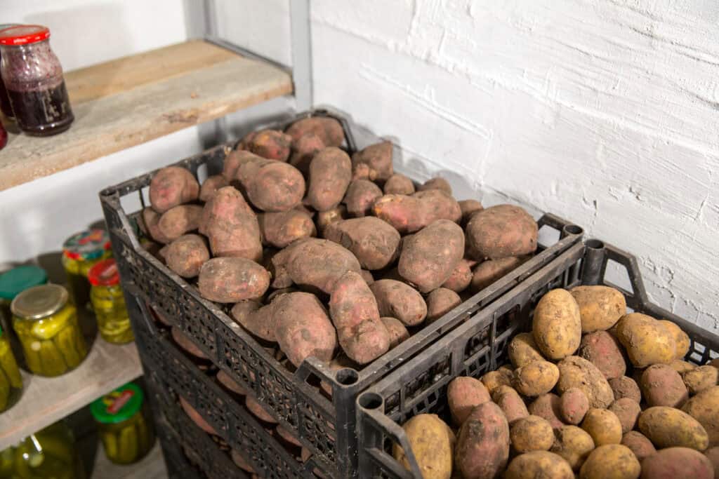 12 Must-Know Tips For Growing The Best Potatoes In Your Garden!