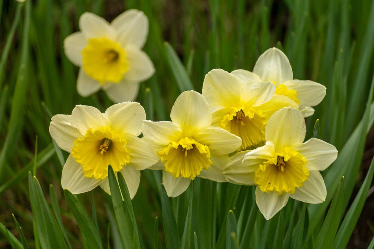 9 Spring Flowers That Bloom Early (And Keep Your Garden Colorful)