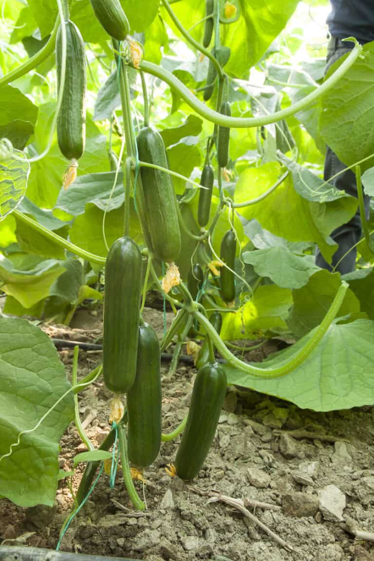 12 Super Tips For Growing Loads Of Cucumbers - Easy Guide