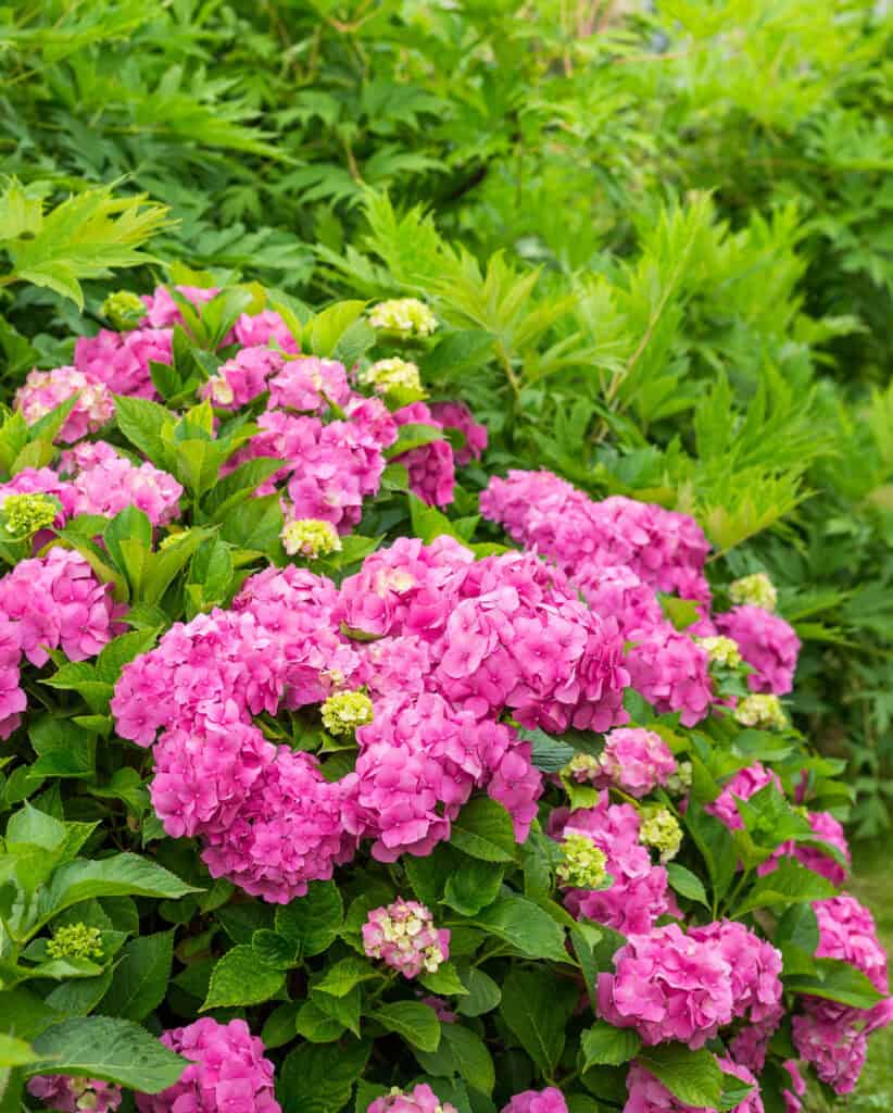7 Spring Hydrangea Tasks For Gorgeous Blooms