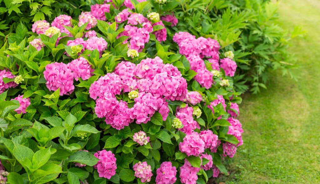 7 Spring Hydrangea Tasks For Gorgeous Blooms