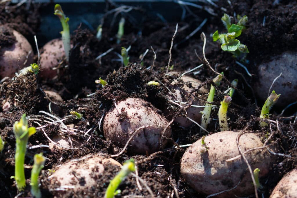 12 Must-Know Tips For Growing The Best Potatoes In Your Garden!