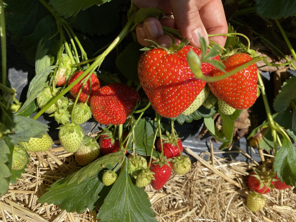 12 Pro Tips For Growing Big, Juicy Strawberries At Home