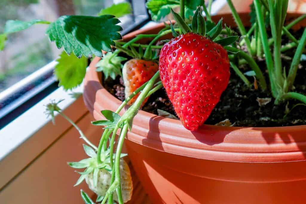 The Best Strawberry Varieties For Every Growing Zone