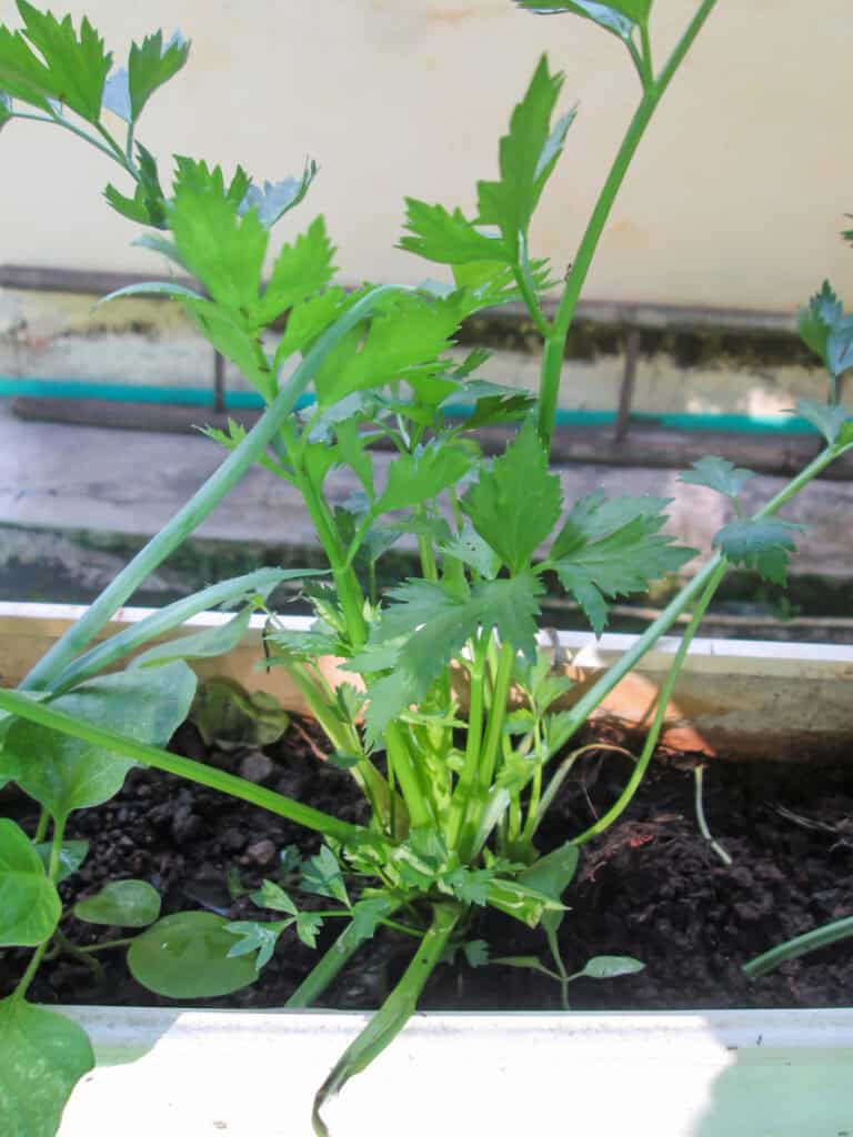 How To Grow An Endless Supply Of Celery In A Pot – Step-By-Step Guide