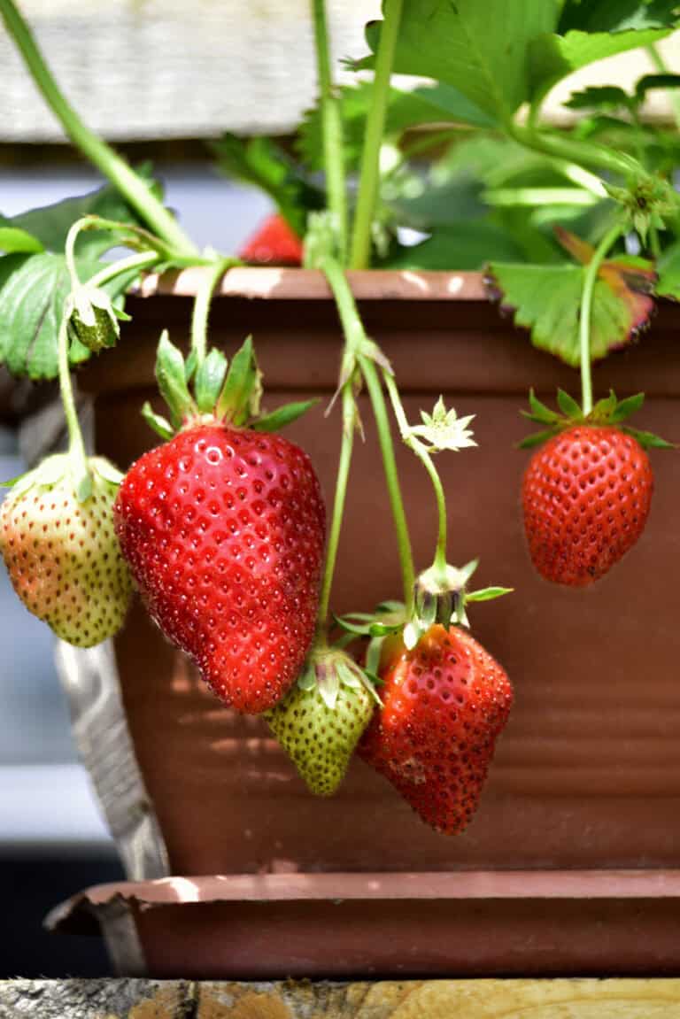 12 Pro Tips For Growing Big, Juicy Strawberries At Home