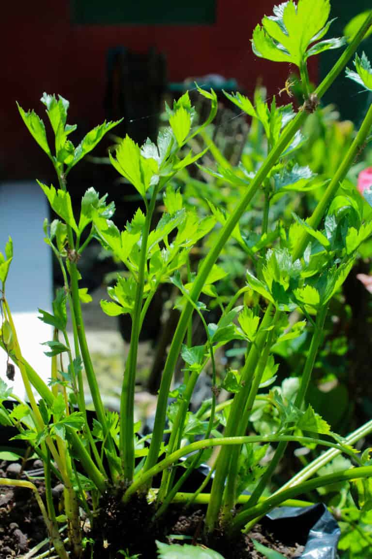 How To Grow An Endless Supply Of Celery In A Pot – Step-By-Step Guide
