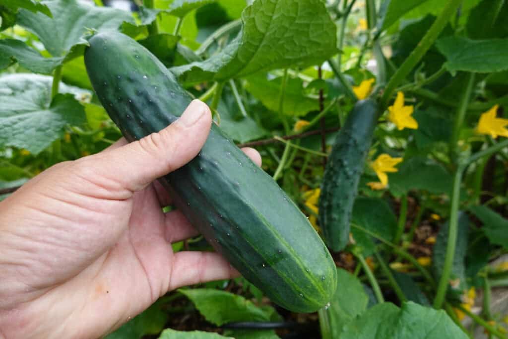 12 Super Tips For Growing Loads Of Cucumbers - Easy Guide