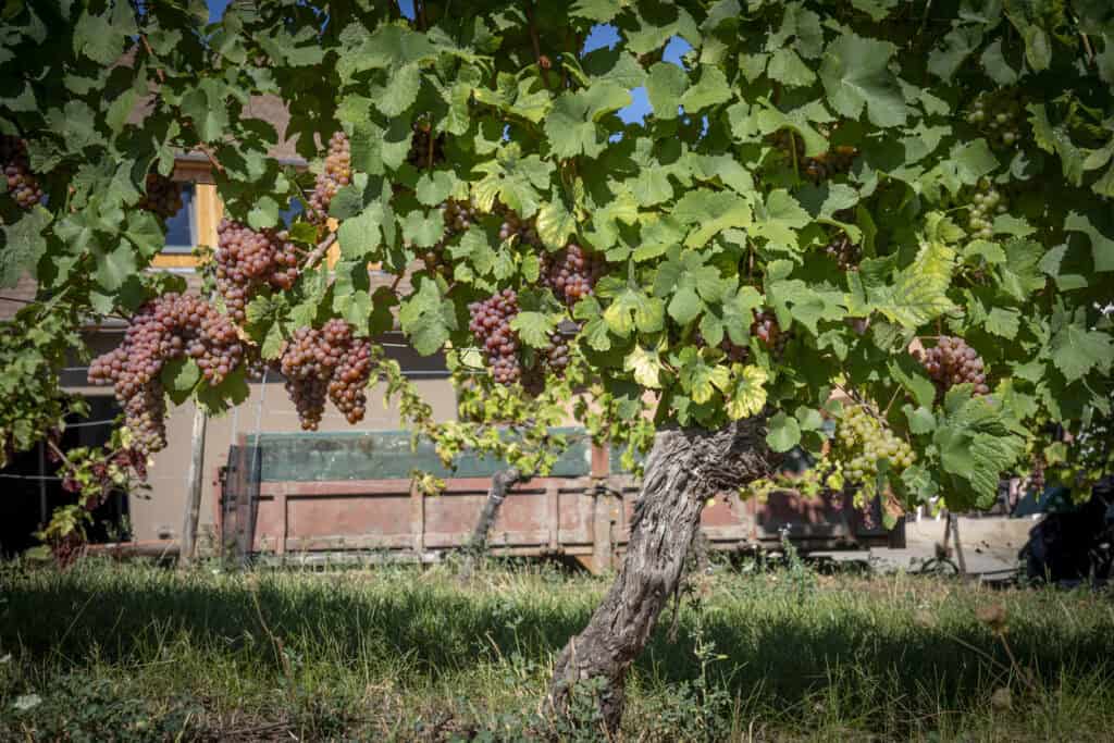 Growing Grapes At Home: The Best Varieties For Beginners