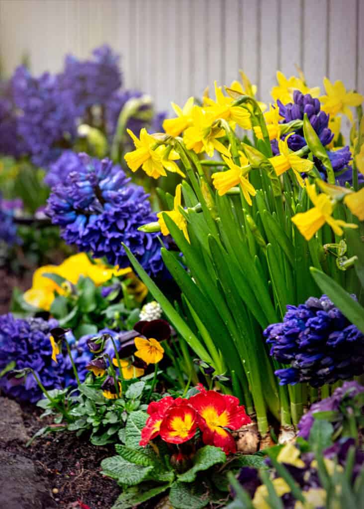 10 Early Spring Flowers That Thrive In Cool Weather