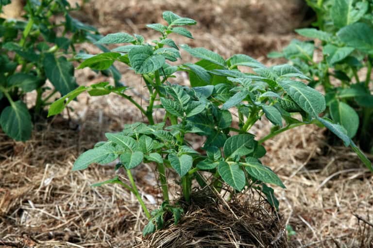 12 Must-Know Tips For Growing The Best Potatoes In Your Garden!