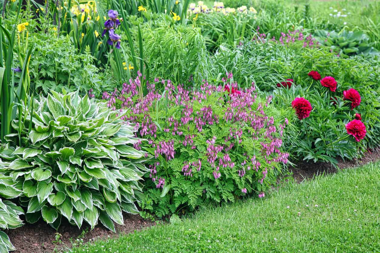 9 Perennials That Can Thrive For Over 100 Years