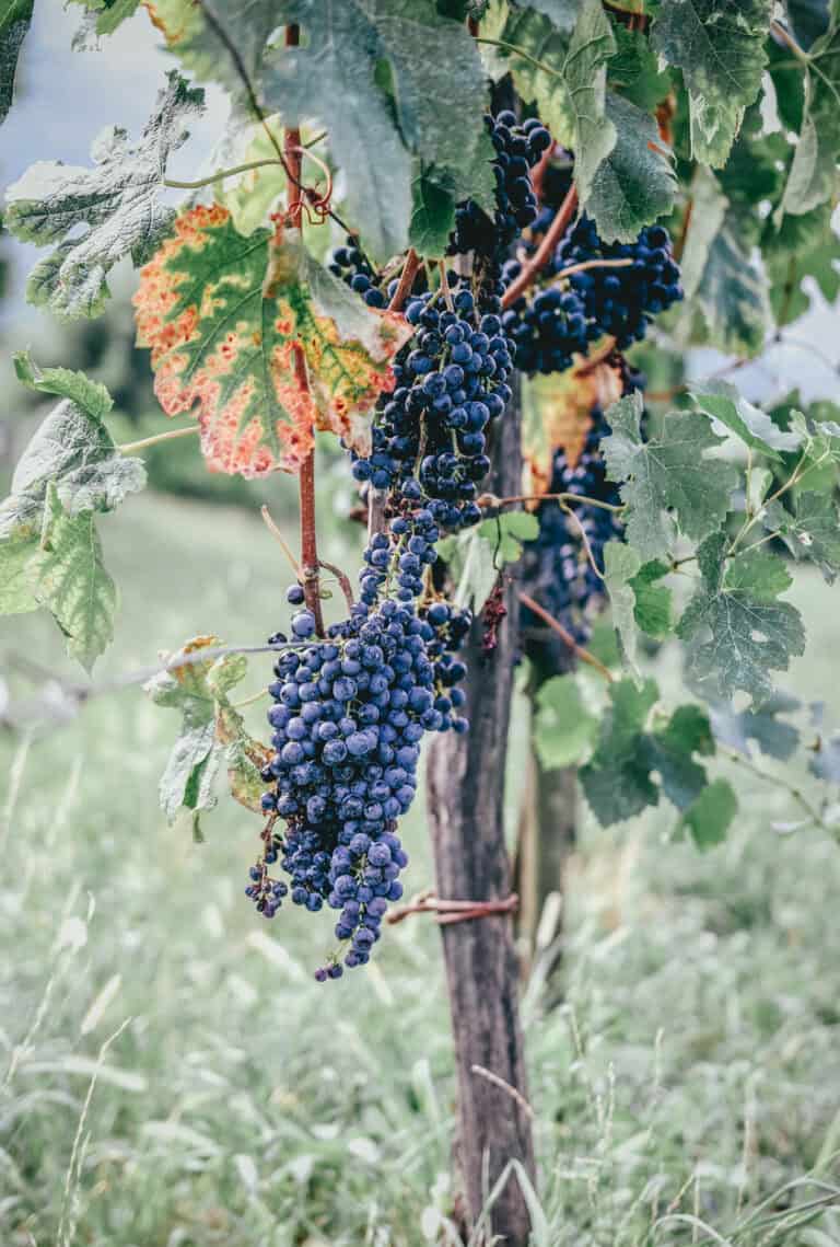 Growing Grapes At Home: The Best Varieties For Beginners